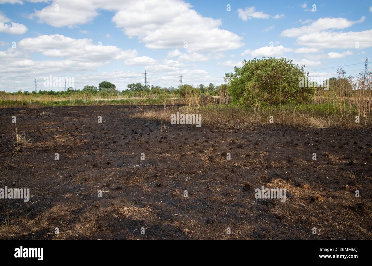 Scorched grass at Rammey Marsh, Enfield, London, after wildfires ...