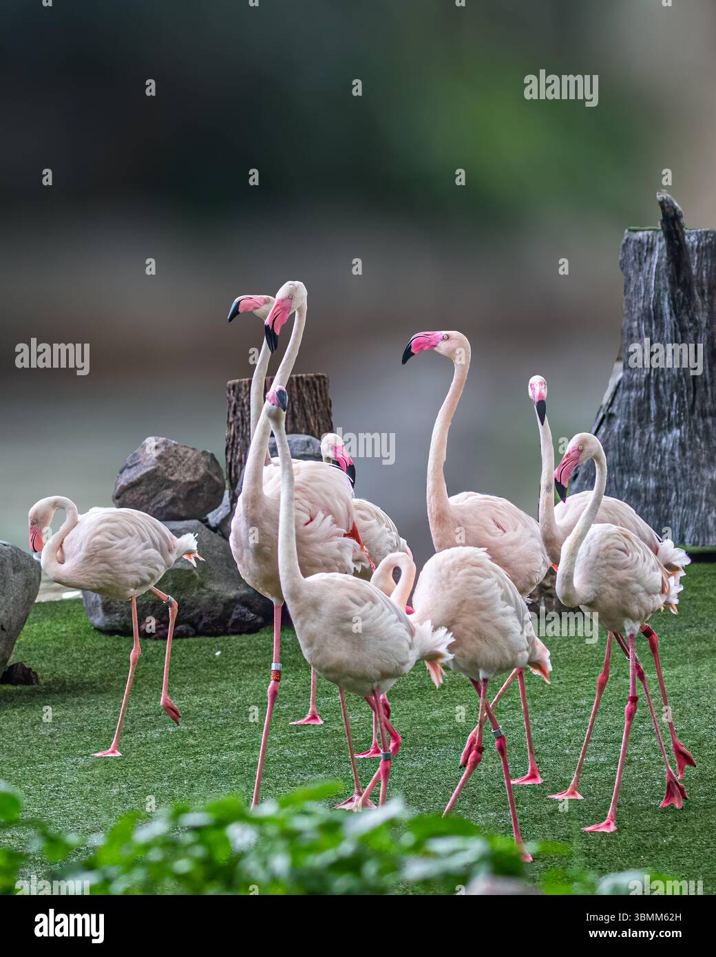 Flamingos walking pond in hi-res stock photography and images - Alamy