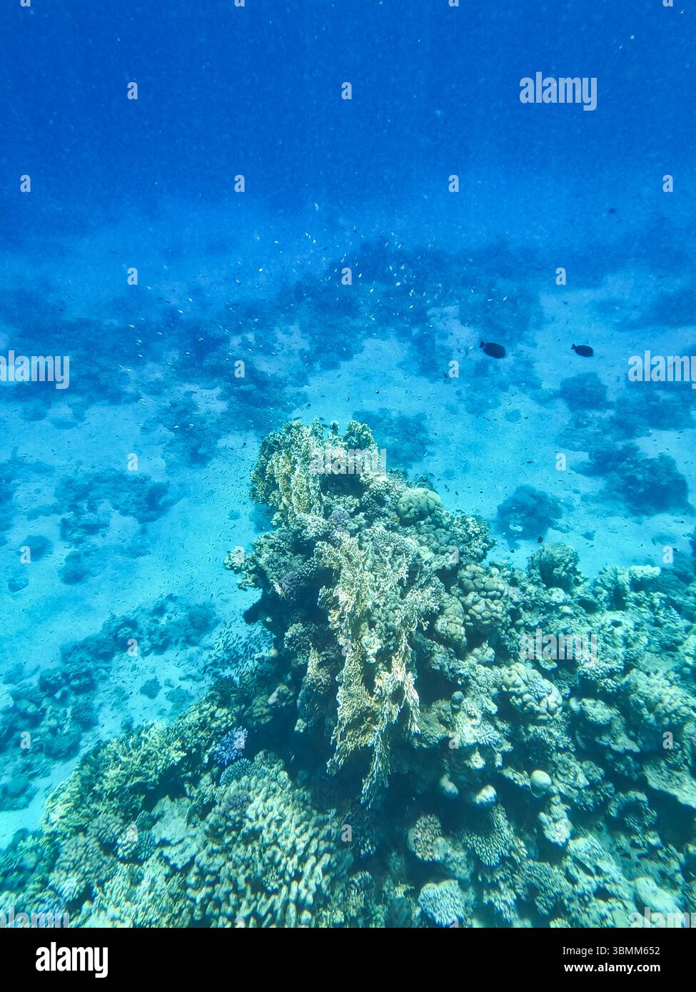Red Sea, Hurghada, Egypt Stock Photo - Alamy