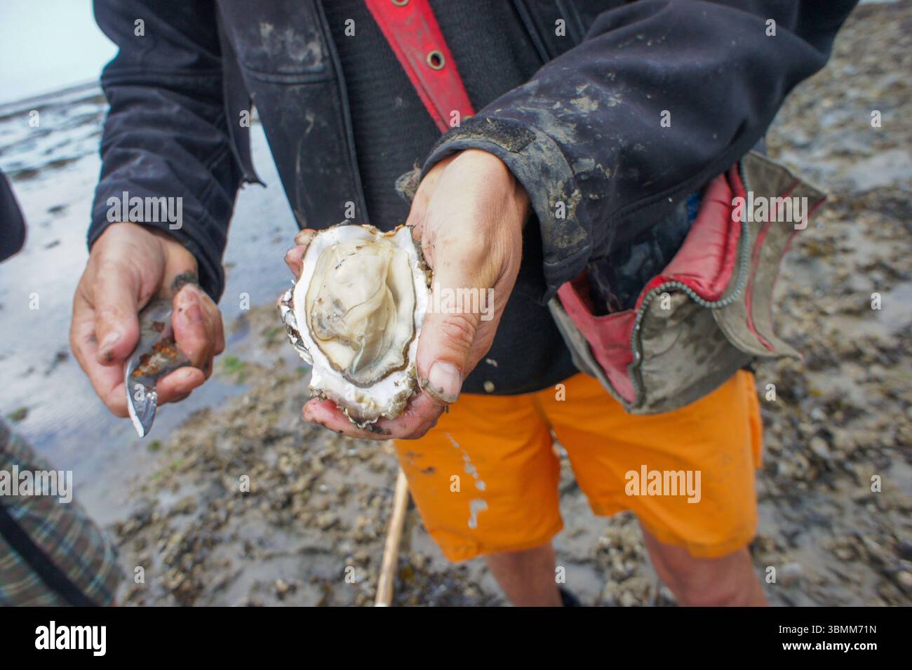 Netherlands, Mudflat hiking ( Dutch: Wadlopen) Hikers walk and wade ...