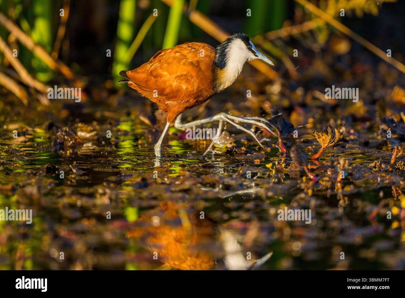 An African jacana (Actophilornis africanus) is hunting for food in the ...