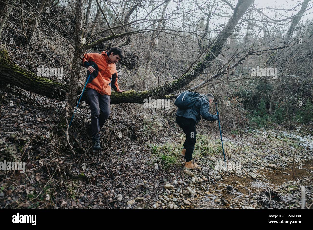 Two hikers navigate a forest stream under winter trees using trekking ...