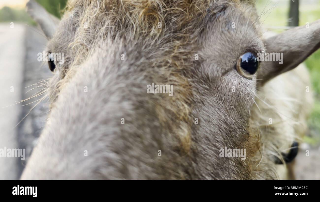Portrait goat sniffing camera hi-res stock photography and images - Alamy