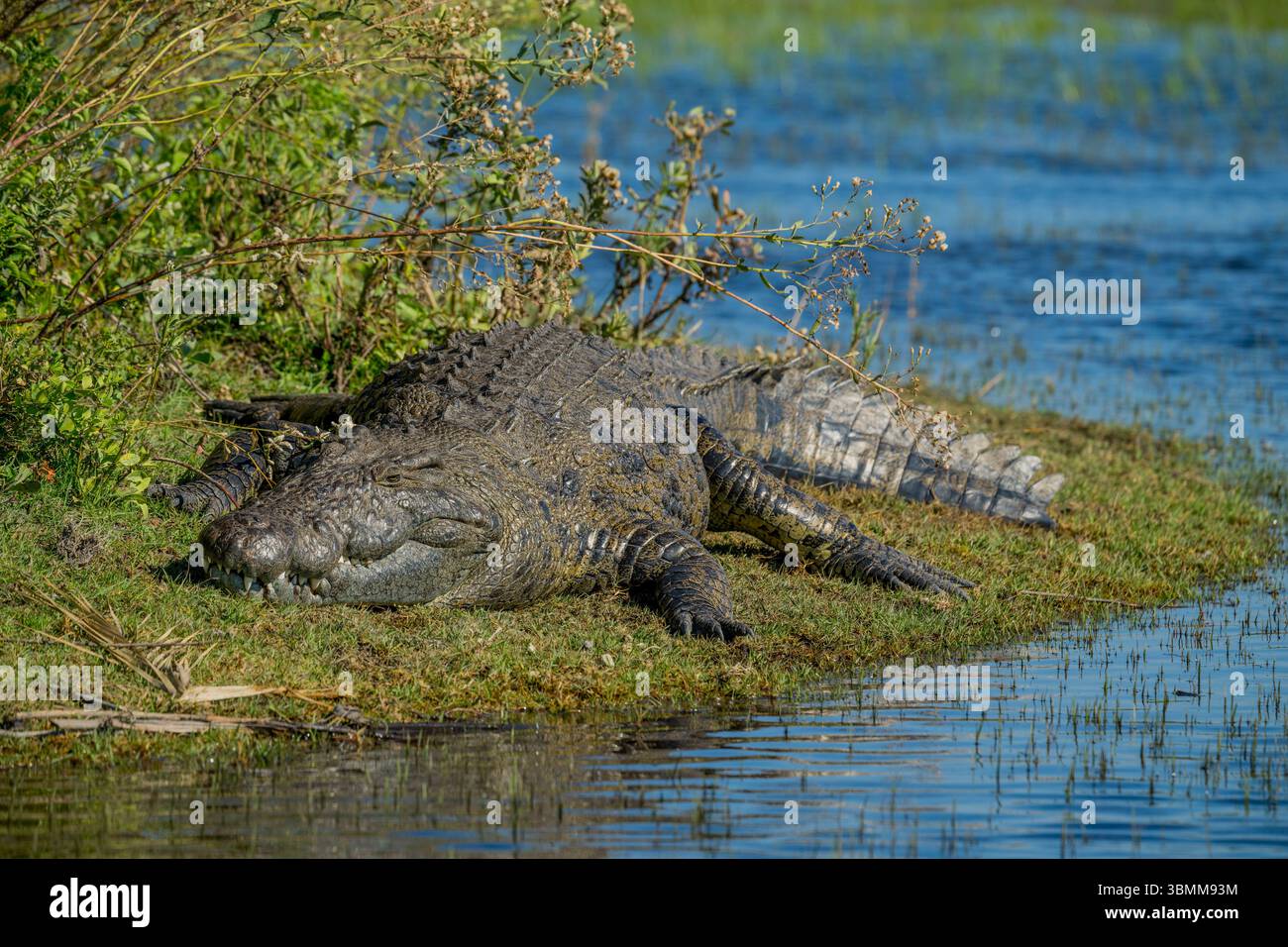A Nile crocodile (Crocodylus niloticus) is sunbathing on a riverbank in ...
