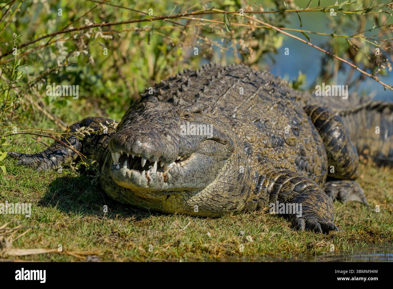 A Nile crocodile (Crocodylus niloticus) is sunbathing on a riverbank in ...