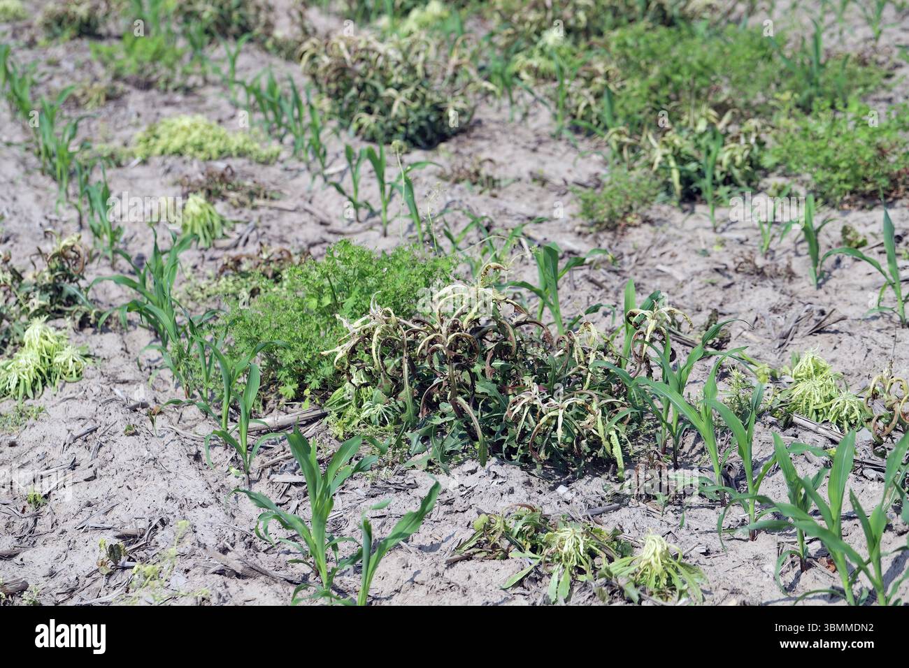 Weed control in corn crop. Effect of using herbicide, pesticides on ...