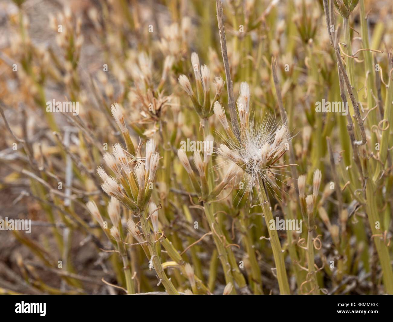 Fruit clusters with pappus of the Large Knotted Lettuce (Chondrilla ...