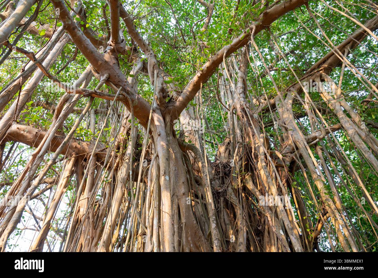 Ficus Benghalensis, Banyan Fig, Mangroves In India, Tropical Evergreen ...