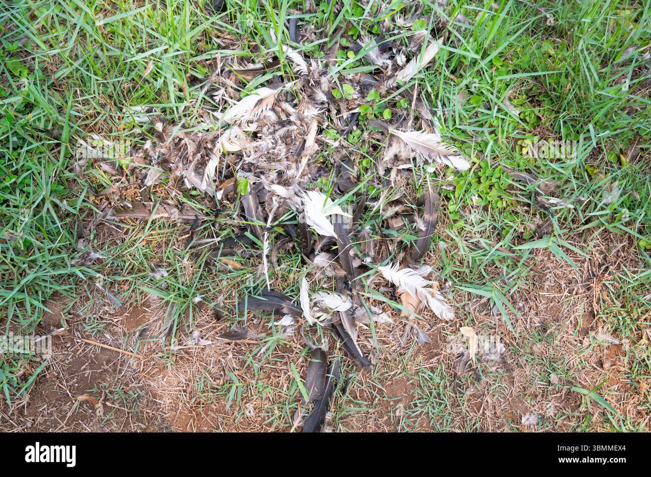 Black And White Feathers Of A Dead Bird, Hunted On A Farm, Killed By A ...