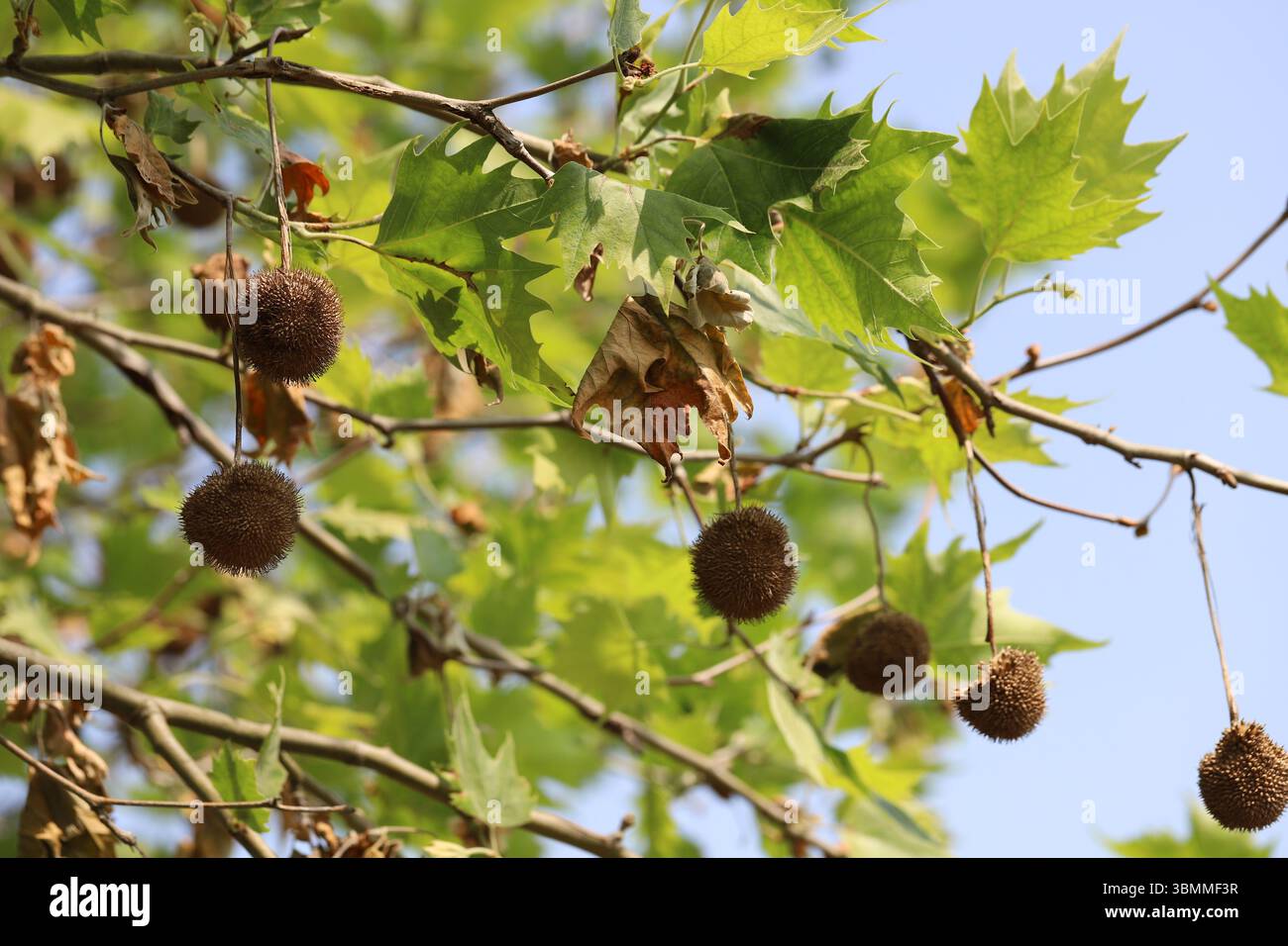 Healthy unhealthy plant hi-res stock photography and images - Alamy