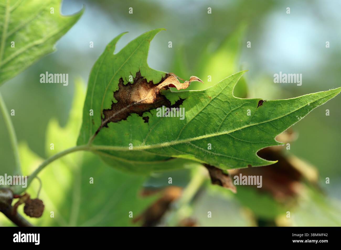 Healthy unhealthy plant hi-res stock photography and images - Alamy