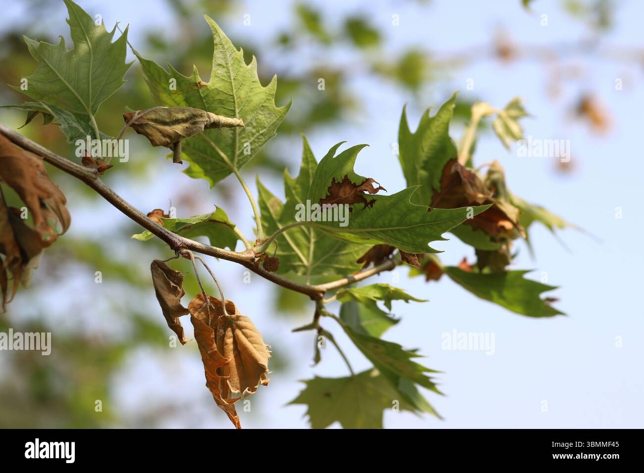 Healthy unhealthy plant hi-res stock photography and images - Alamy