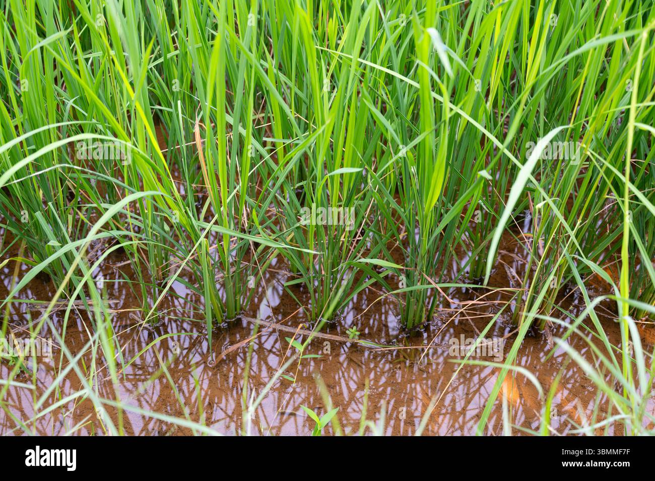 Rice Field In Countryside Of India, Plants Standing In The Water ...