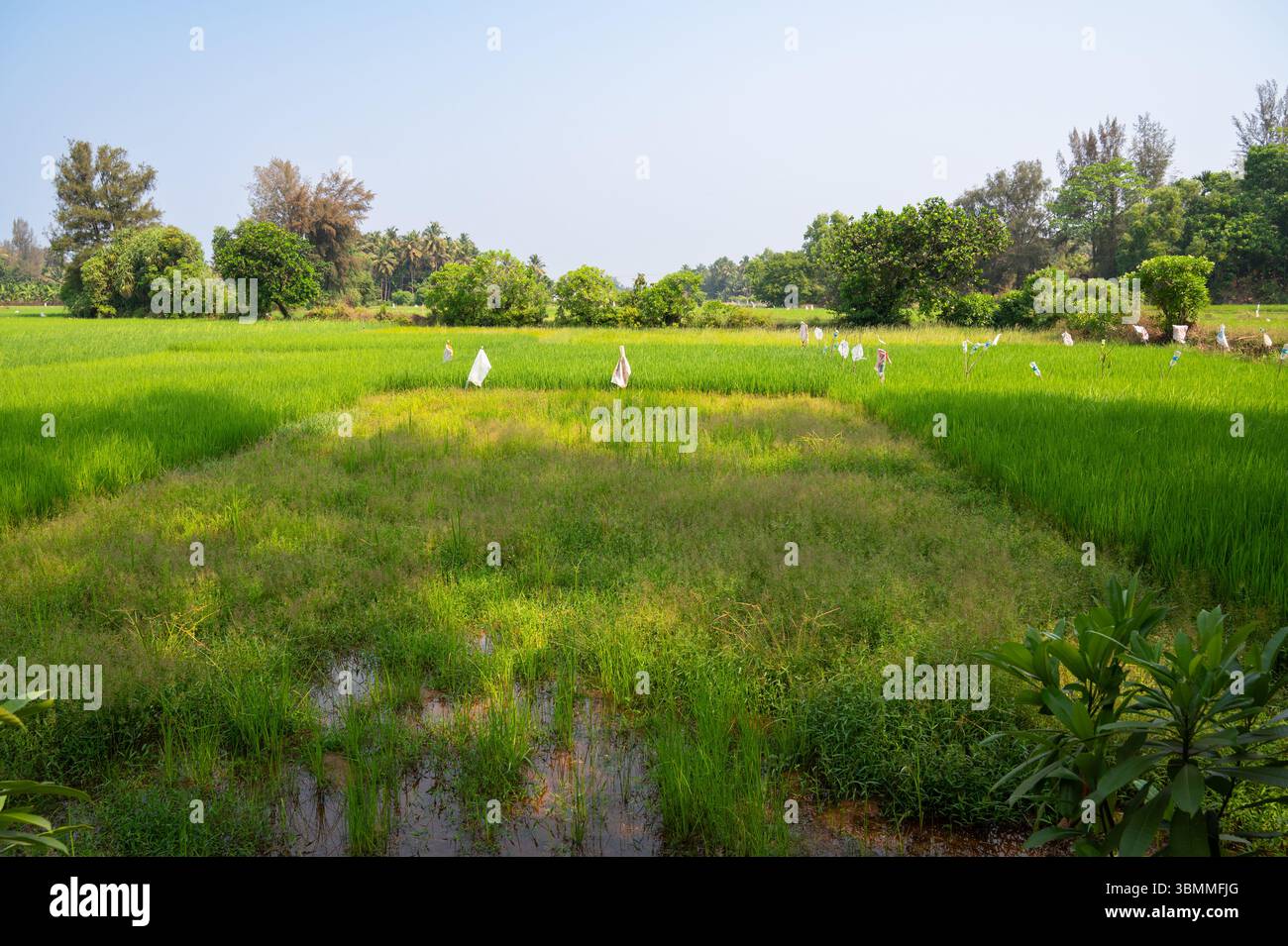 Rice Field In Countryside Of India, Plants Standing In The Water ...