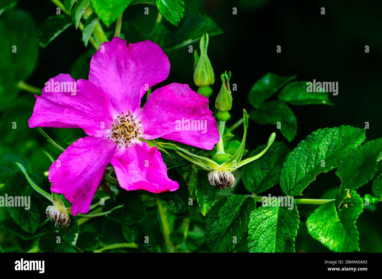 Dwarf rose hi-res stock photography and images - Alamy