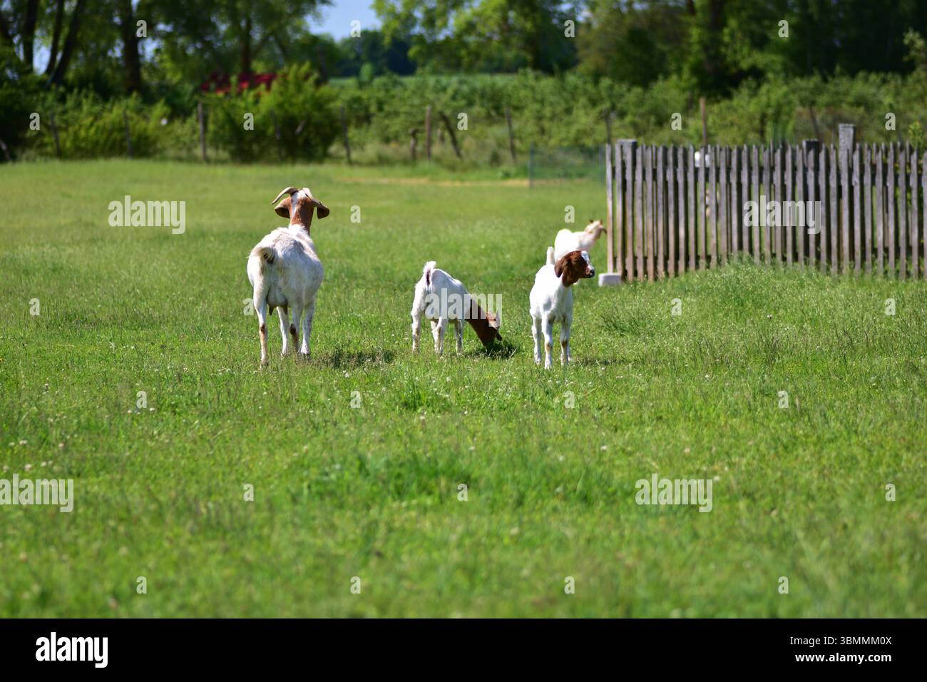 Four goats on green hi-res stock photography and images - Alamy