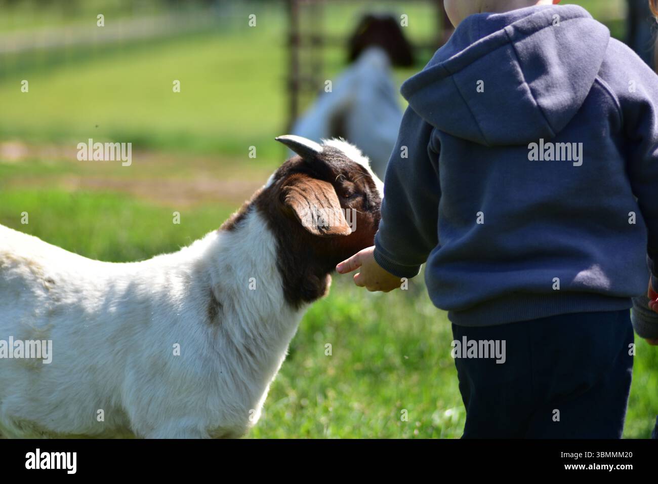 Toddler boy gently petting a goat on a sunny day at the farm. Candid ...