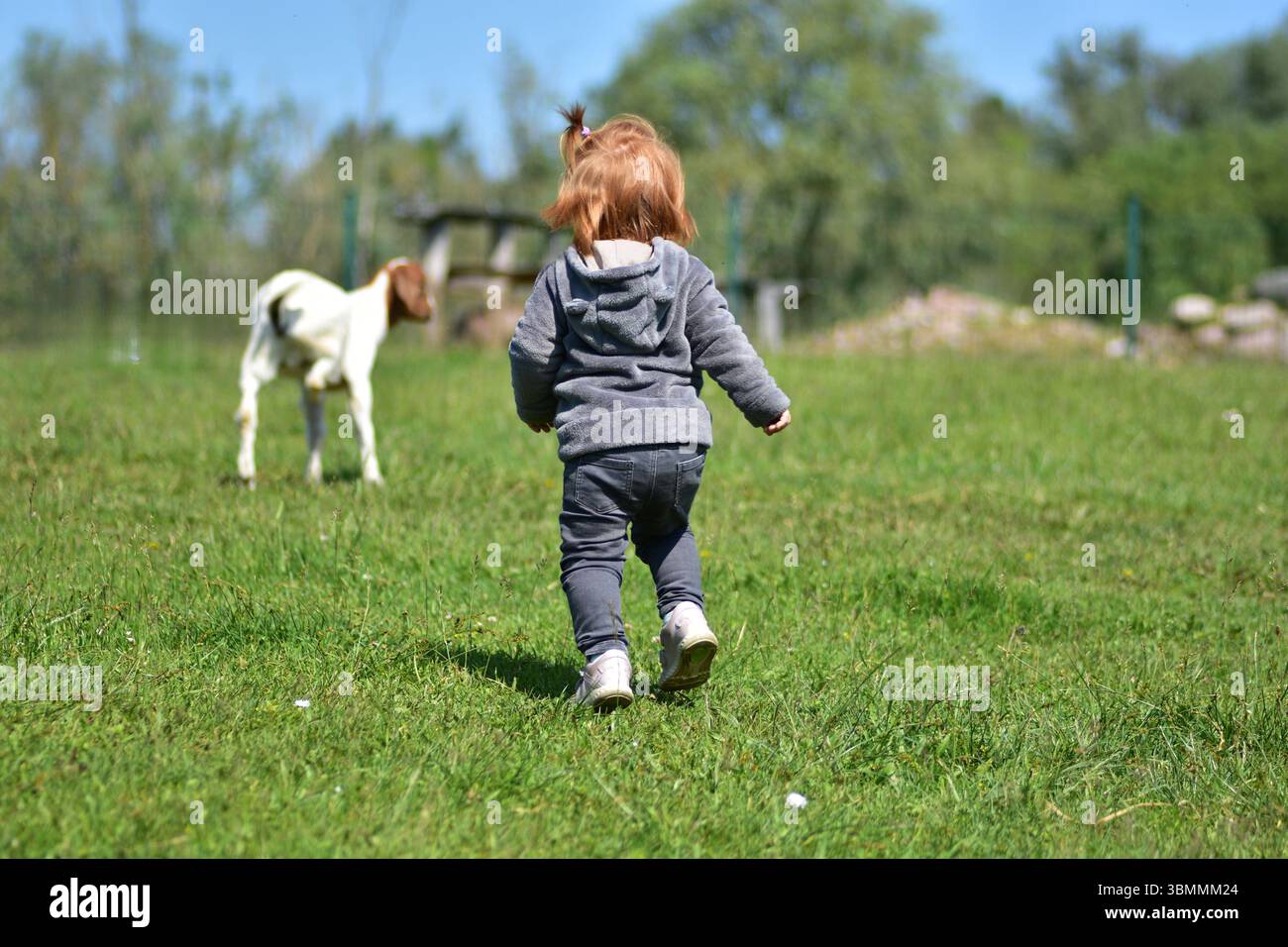 Toddler girl running in goats farm in a sunny green meadow. Joyful ...