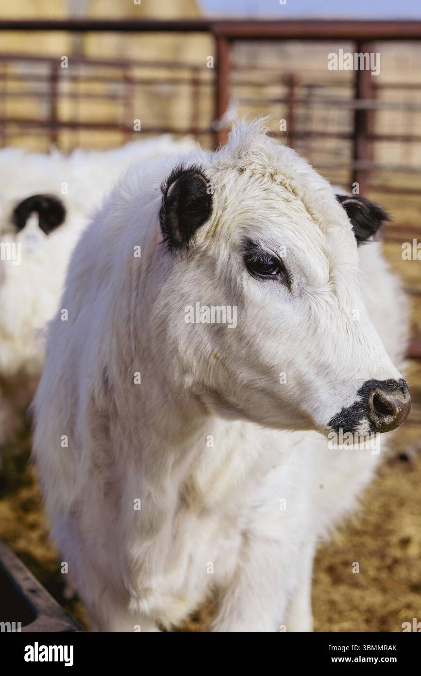 White cow with soft coat in daylight Stock Photo - Alamy
