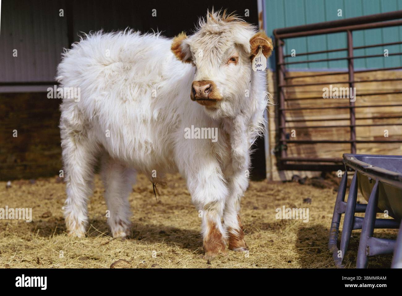 Curly haired cattle hi-res stock photography and images - Alamy