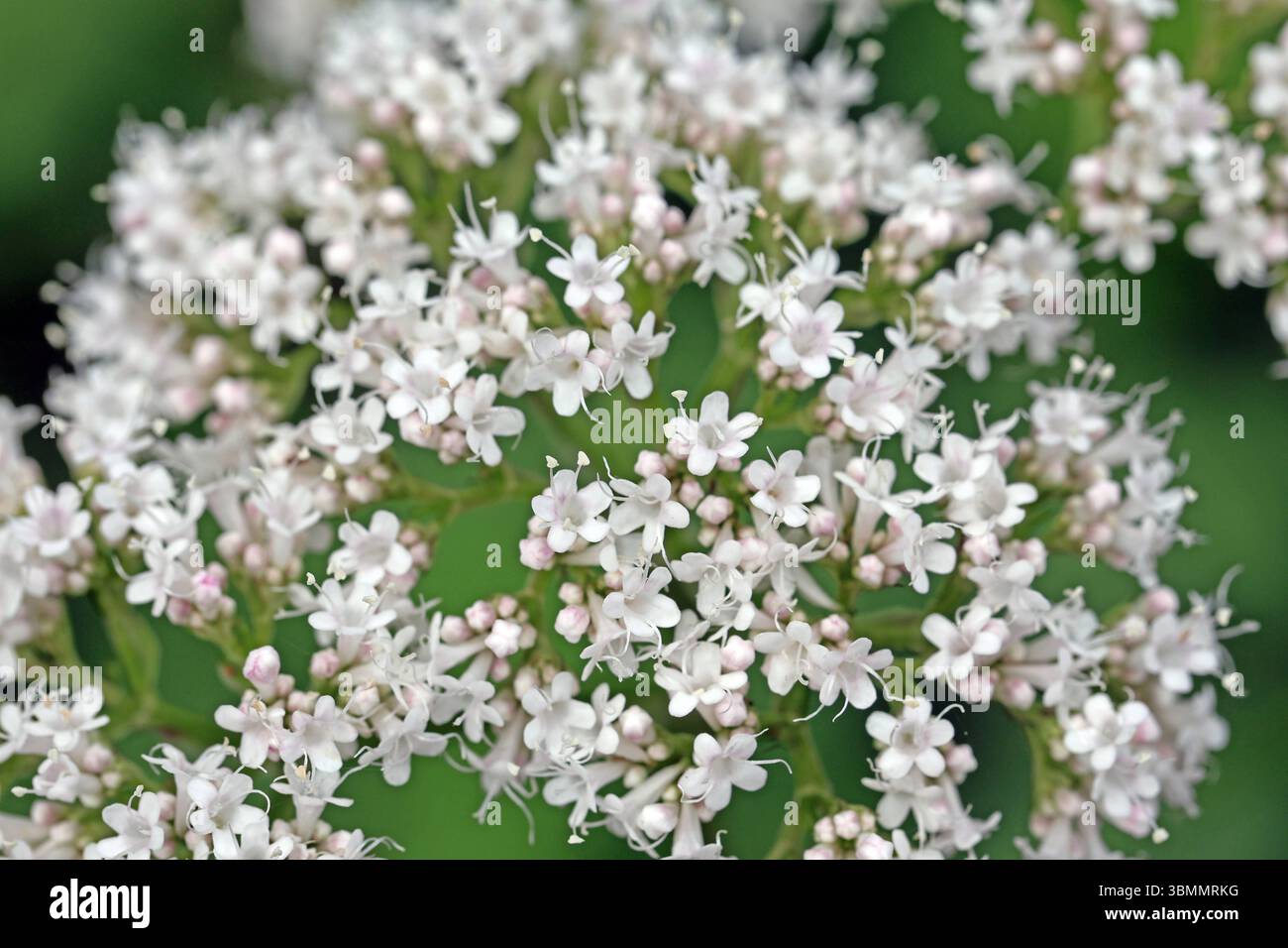 Heilpflanzen in der Landschaft Der Echte Baldrian, auch Arznei Baldrian ...