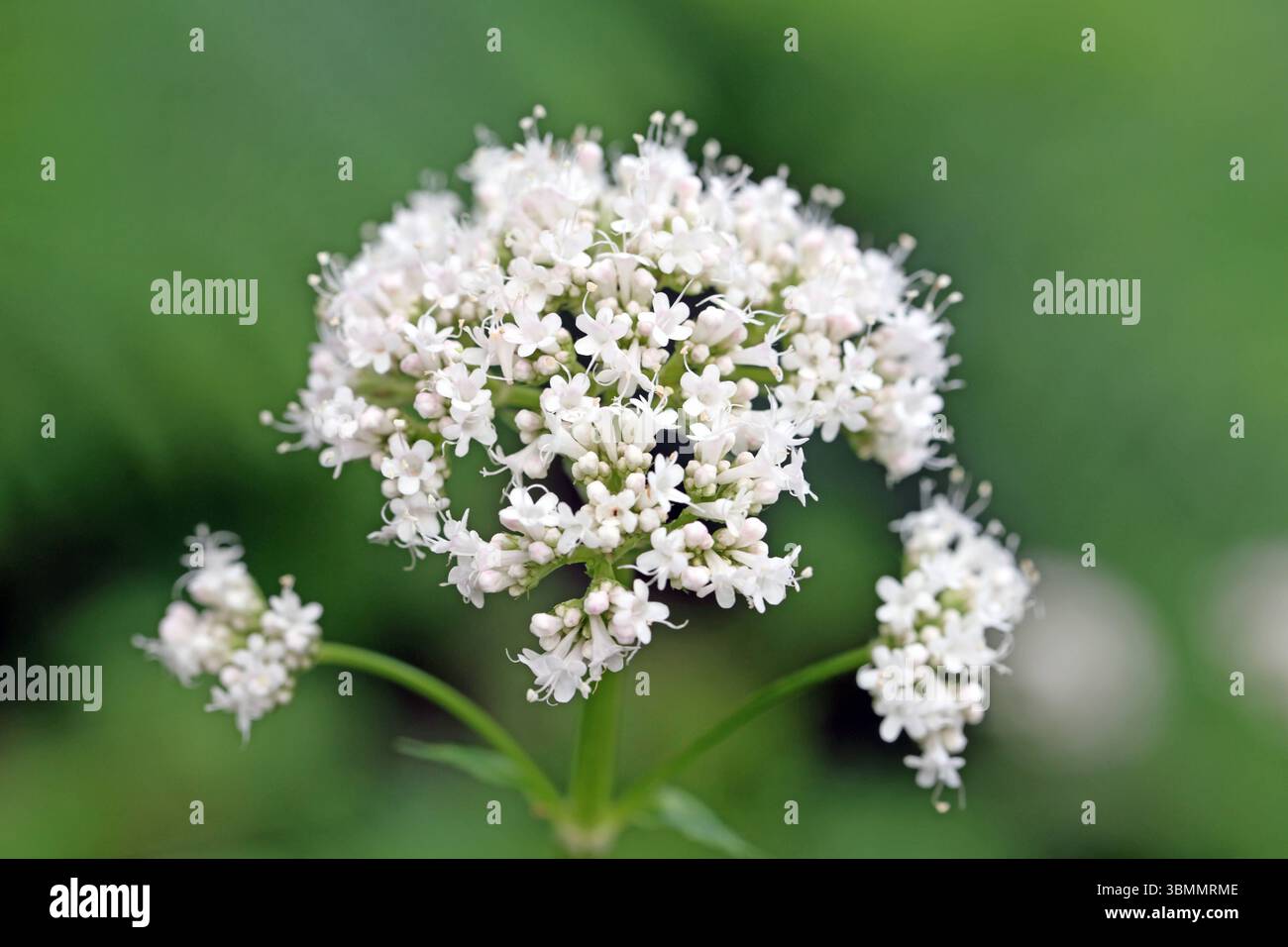 Heilpflanzen in der Landschaft Der Echte Baldrian, auch Arznei Baldrian ...