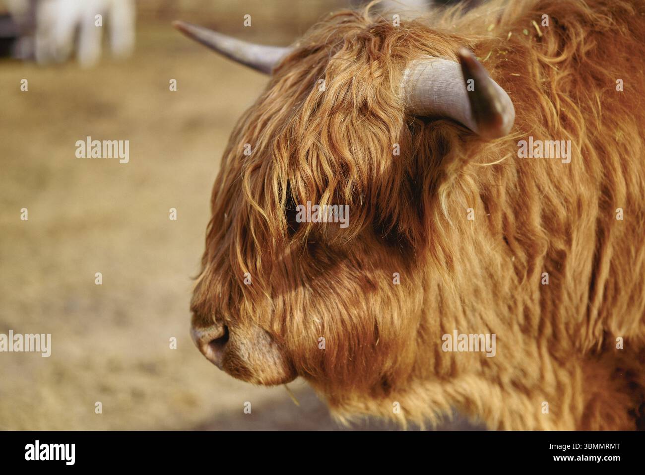 Highland Cow With Long Horns And Curly Hair Close Up Stock Photo - Alamy