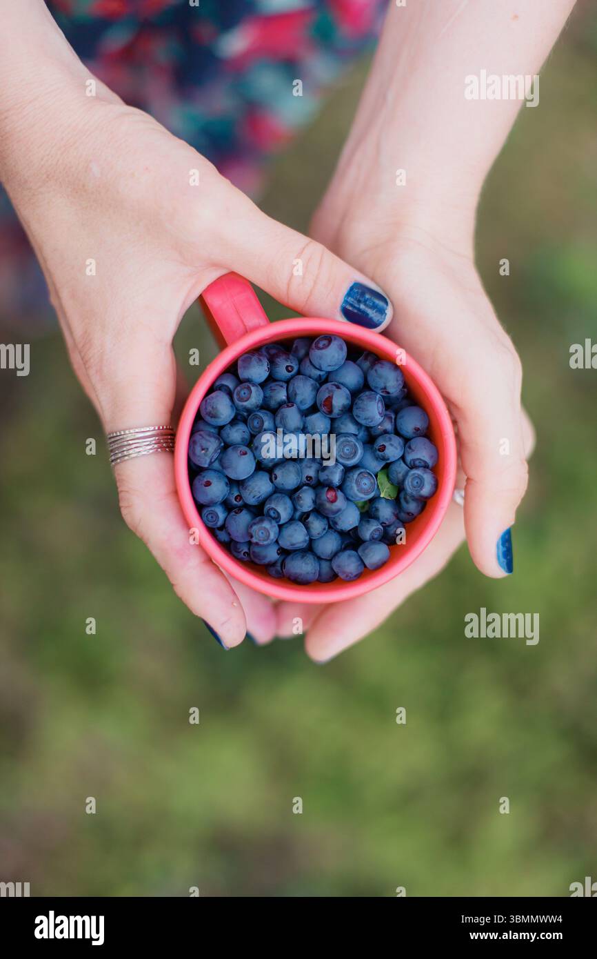 Hands holding red cup filled with fresh blueberries, focus on deep blue ...