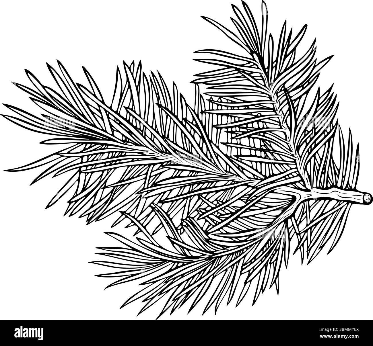 Branch of fir Black and White Stock Photos & Images - Alamy