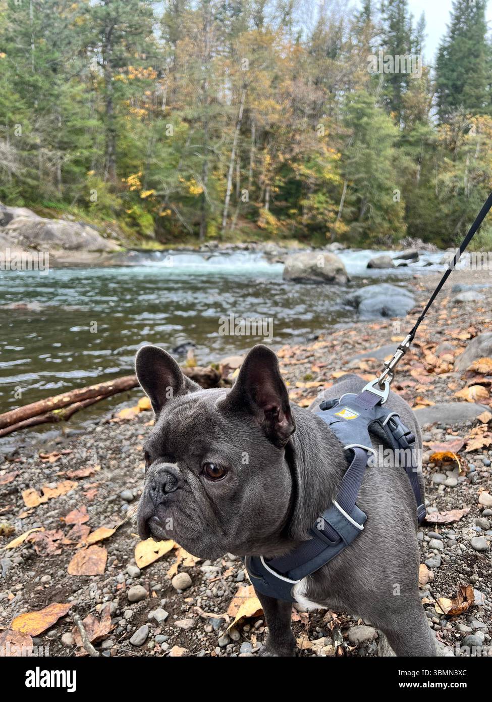 French Bulldog on a Walk Stock Photo - Alamy