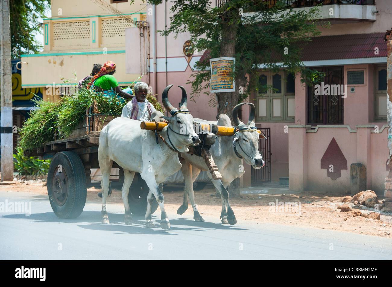 State animal of tamil nadu hi-res stock photography and images - Alamy