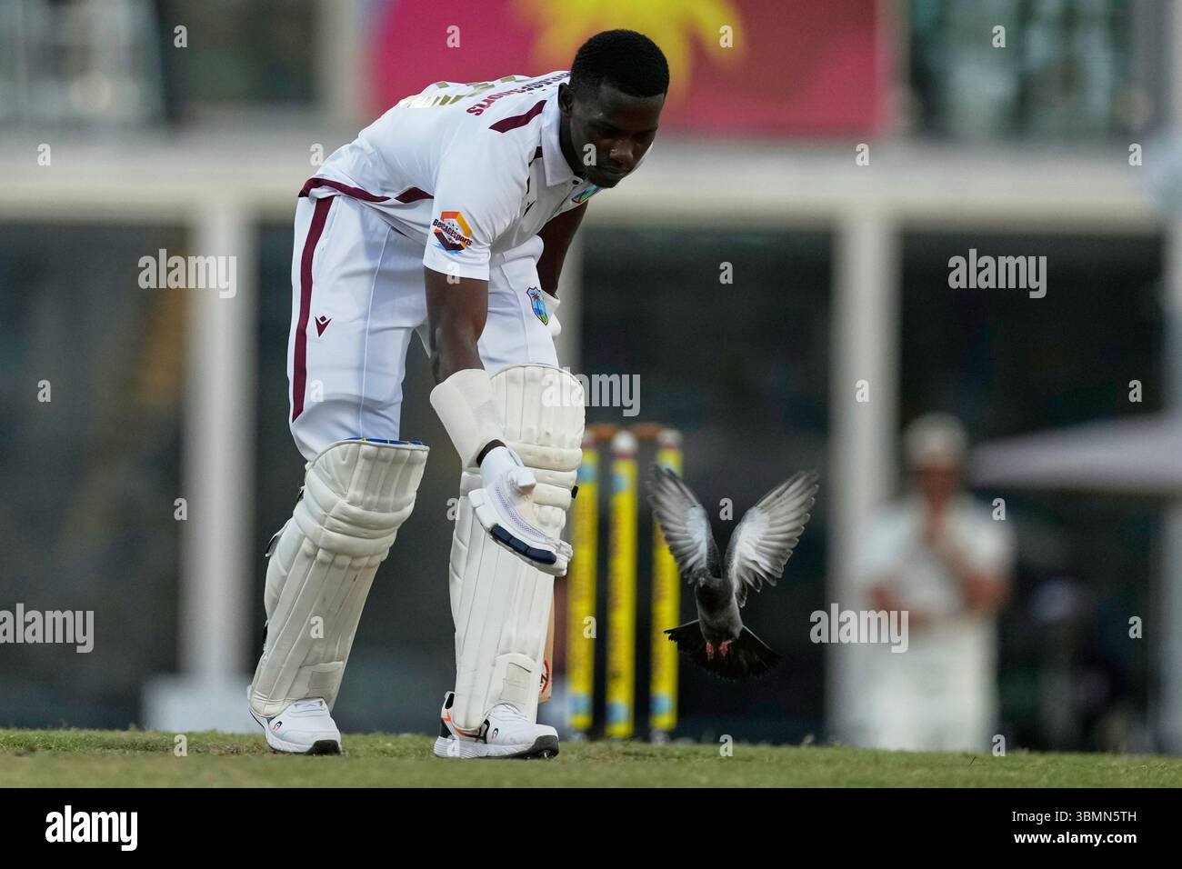 West Indies' Shamar Joseph tries to shoo away a pigeon from the pitch ...