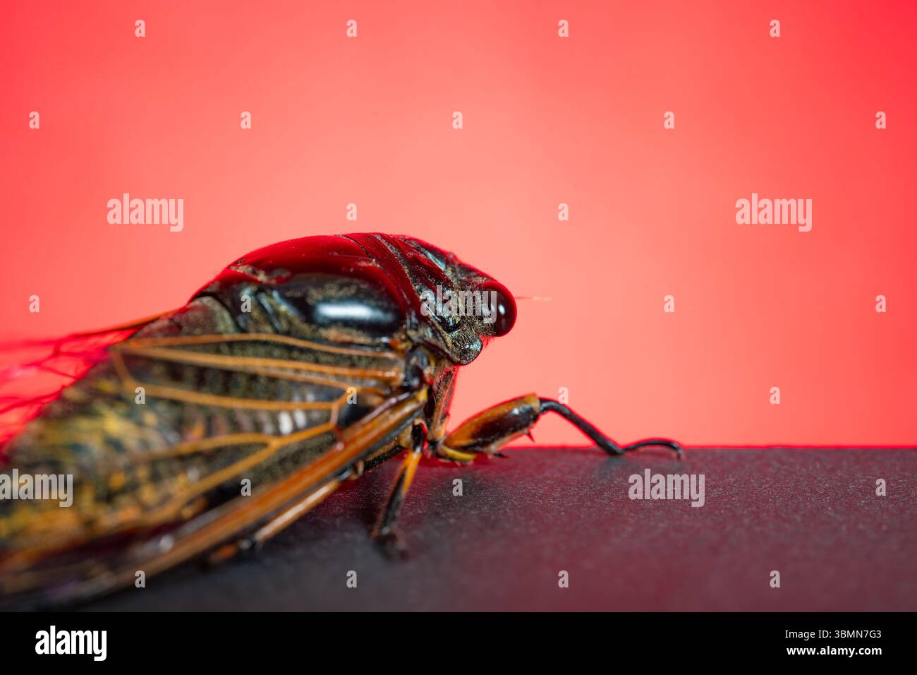 a cicada on a red background Stock Photo - Alamy