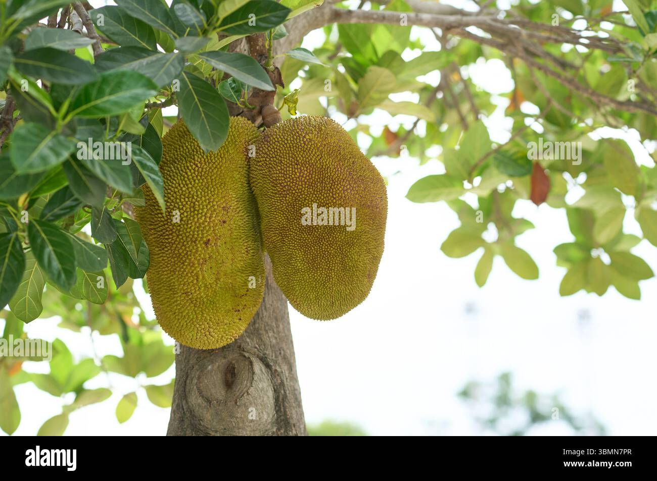 Jackfruit on tree tropical hi-res stock photography and images - Alamy