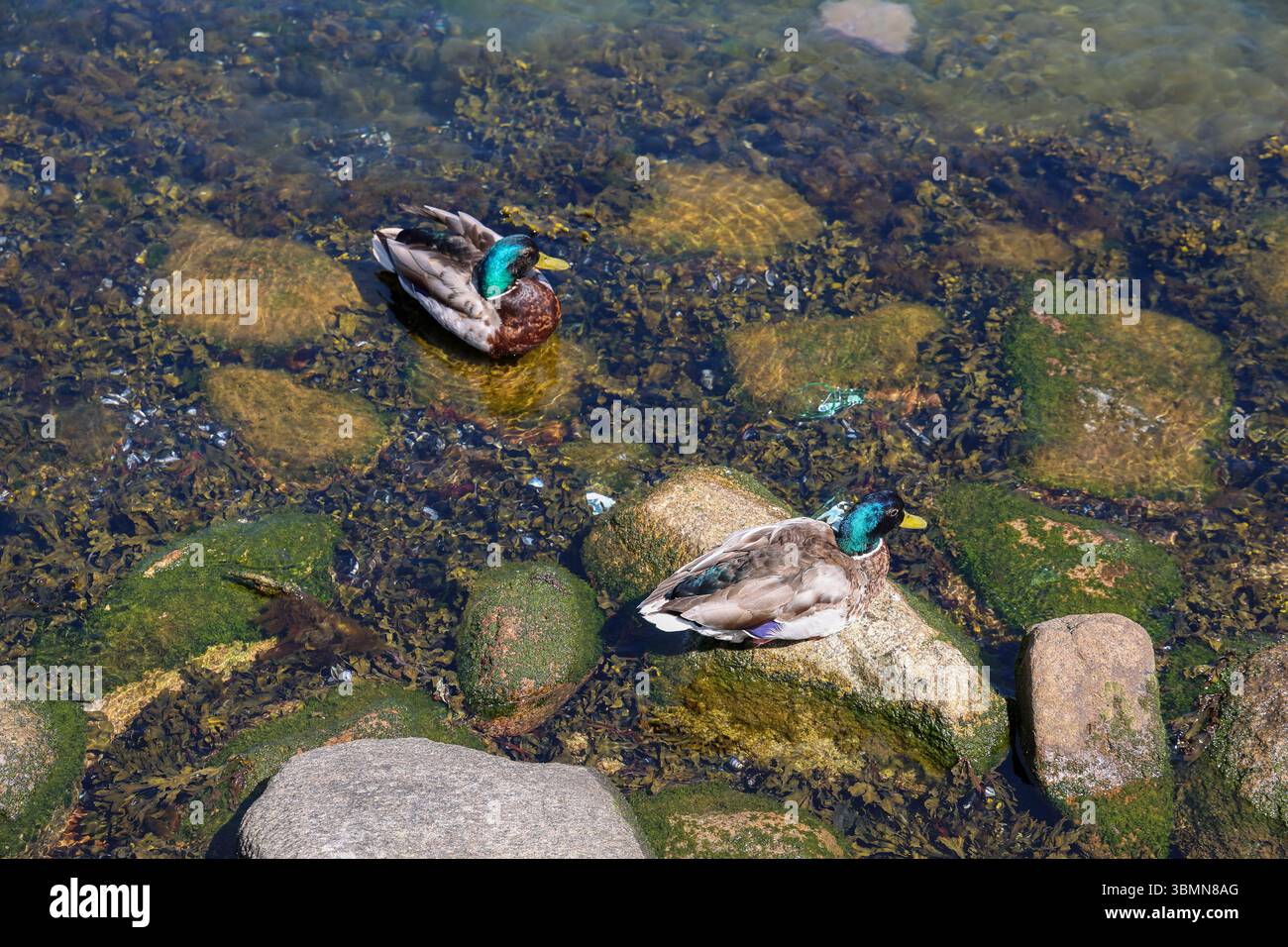 Two mallard ducks are resting on rocks in polluted water covered with ...