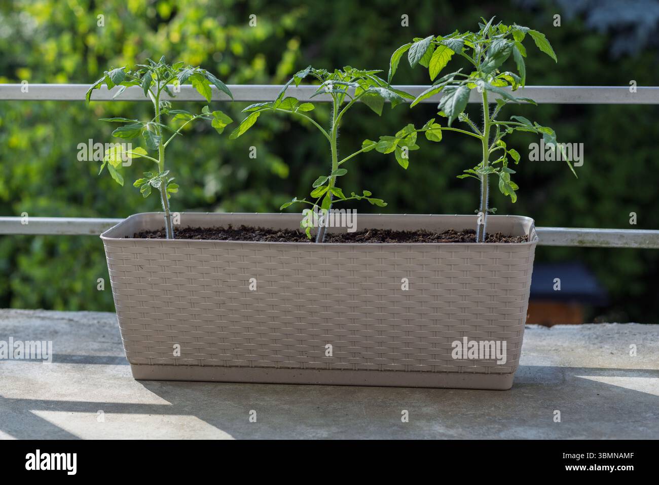 Homegrown tomato plants in balcony container Stock Photo - Alamy