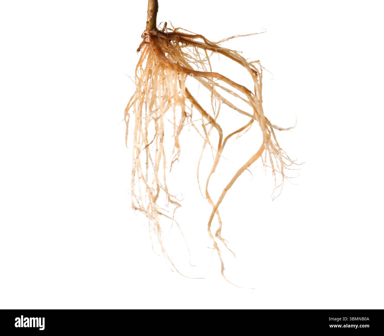 Young plant roots planting Cut Out Stock Images & Pictures - Alamy