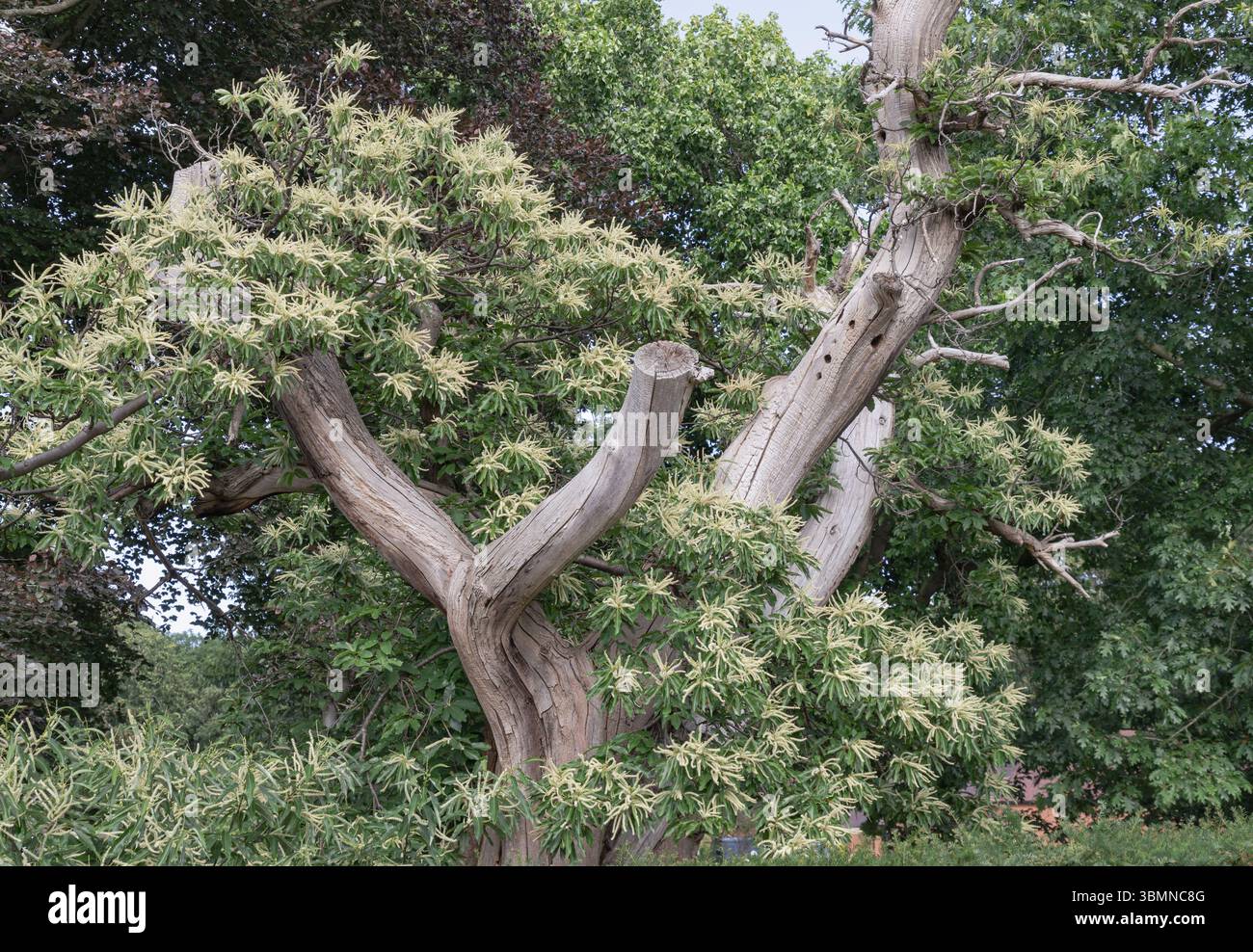 The Sweet Chestnut (Castanea sativa) is a picturesque tree, It boasts ...