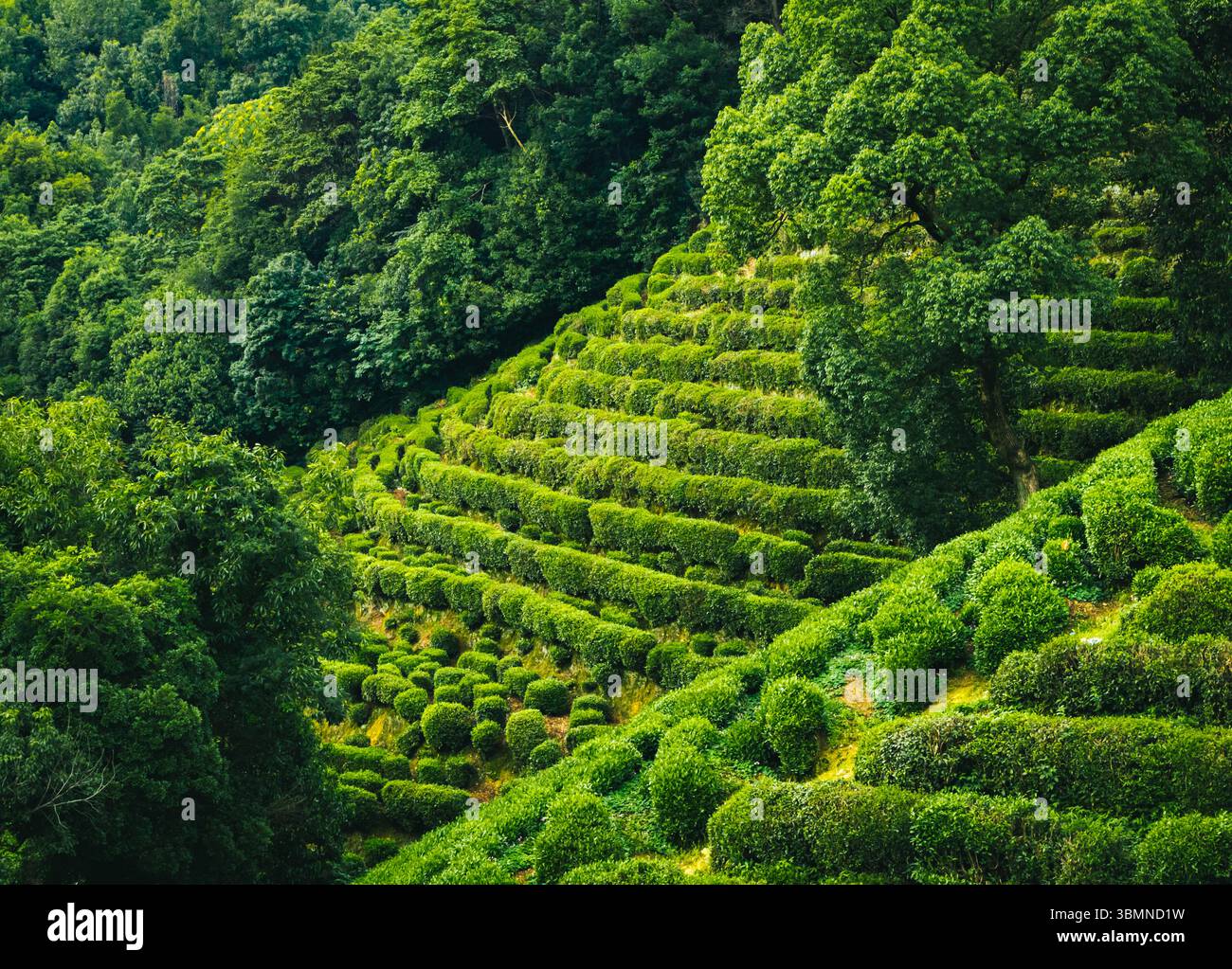 Aerial view of expansive tea plantations in lush green mountains Stock ...