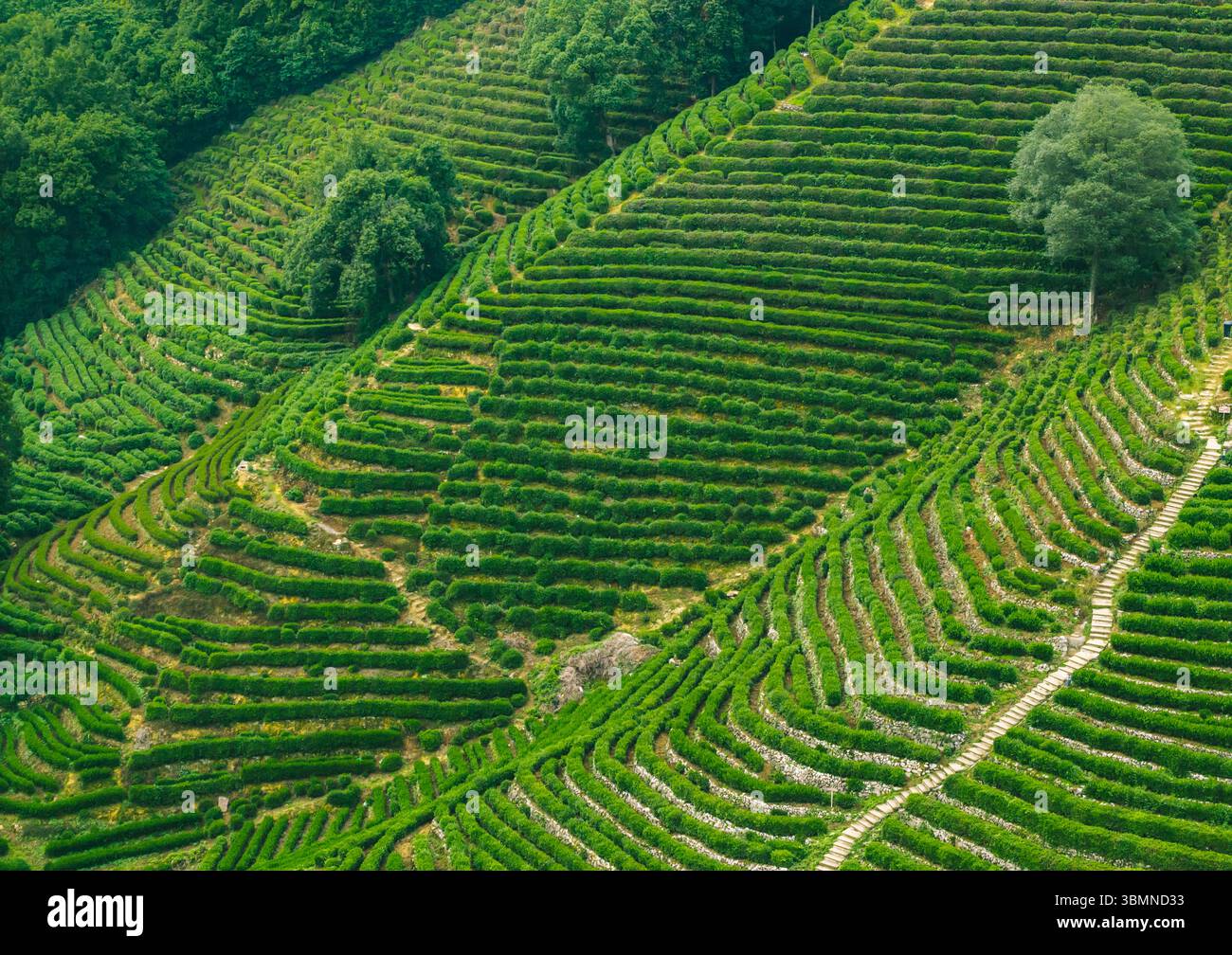 Aerial view of expansive tea plantations in lush green mountains Stock ...