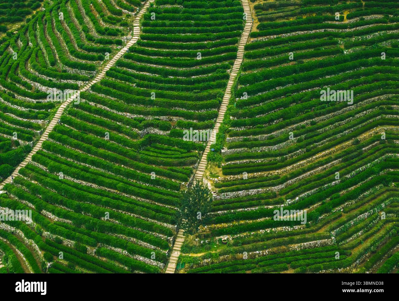 Aerial view of expansive tea plantations in lush green mountains Stock ...