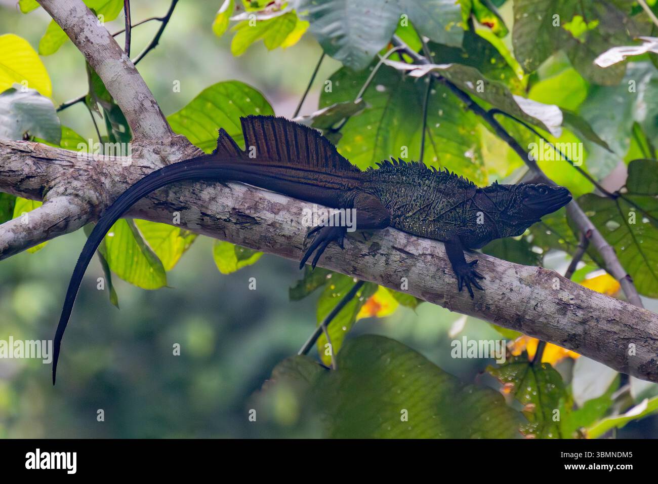 A Weber's Sailfin Lizard (Hydrosaurus weberi) perched in a tree, Waigeo ...