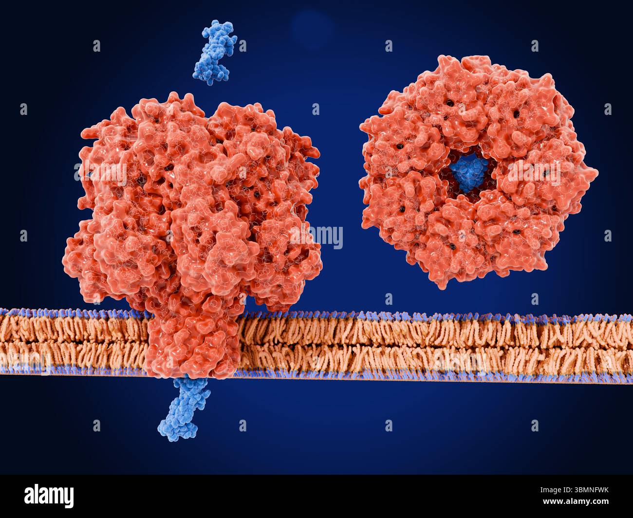 Stochastic biosensor hi-res stock photography and images - Alamy
