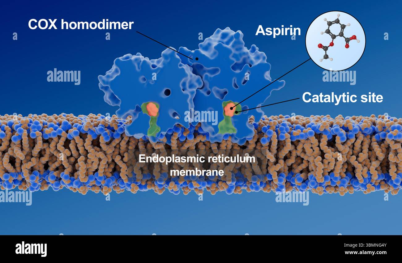 Illustration of the active site where aspirin (orange) acetylates the ...