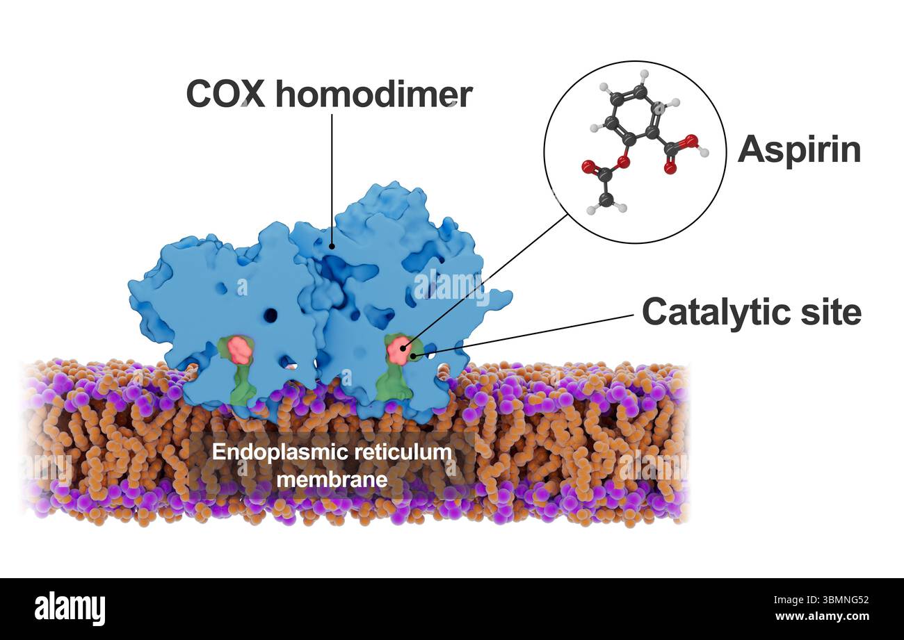 Illustration of the active site where aspirin (orange) acetylates the ...