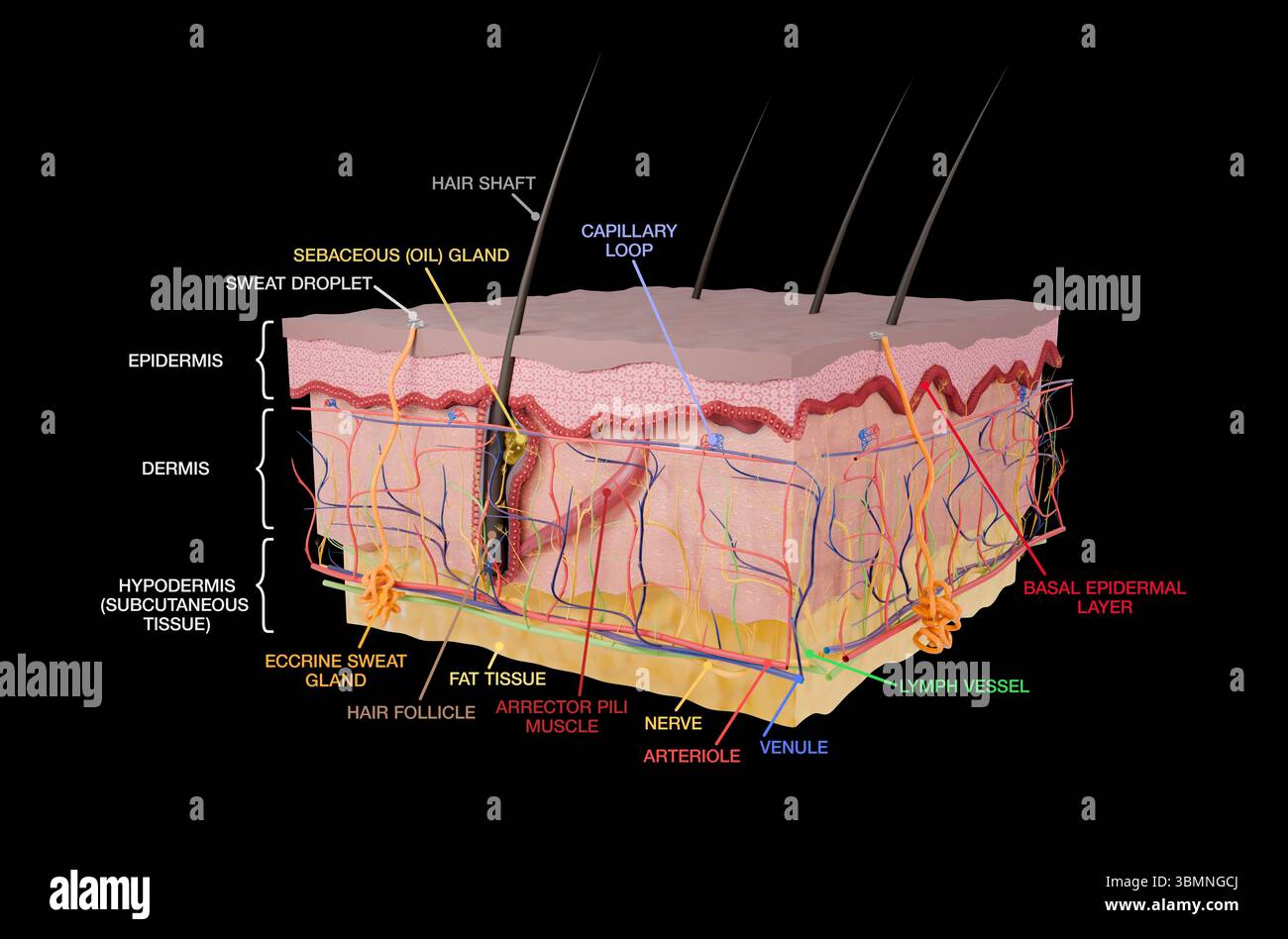 Illustration of a cross-section of the human skin layers, including the ...