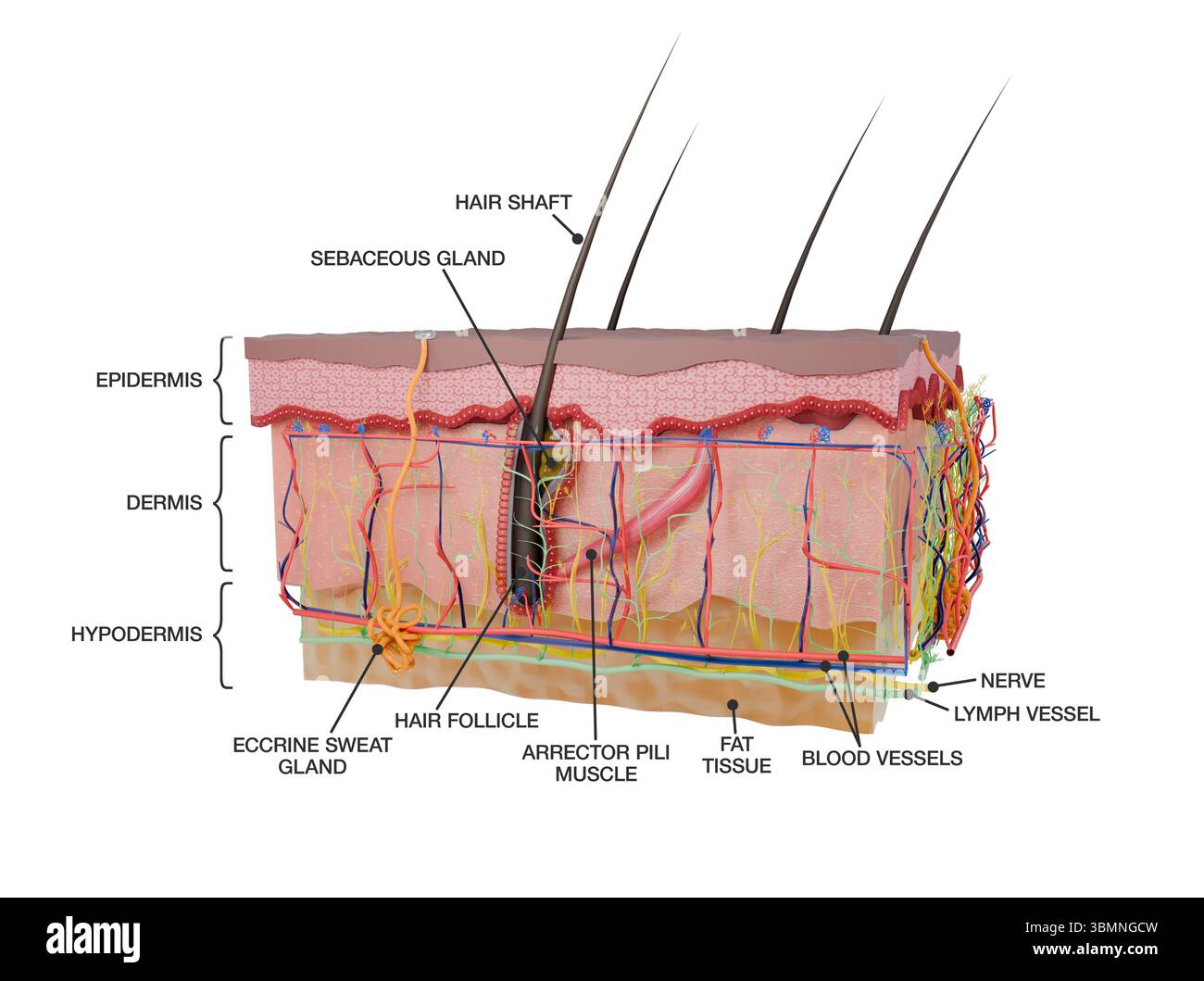 Illustration of a cross-section of the human skin layers, including the epidermis, dermis and ...