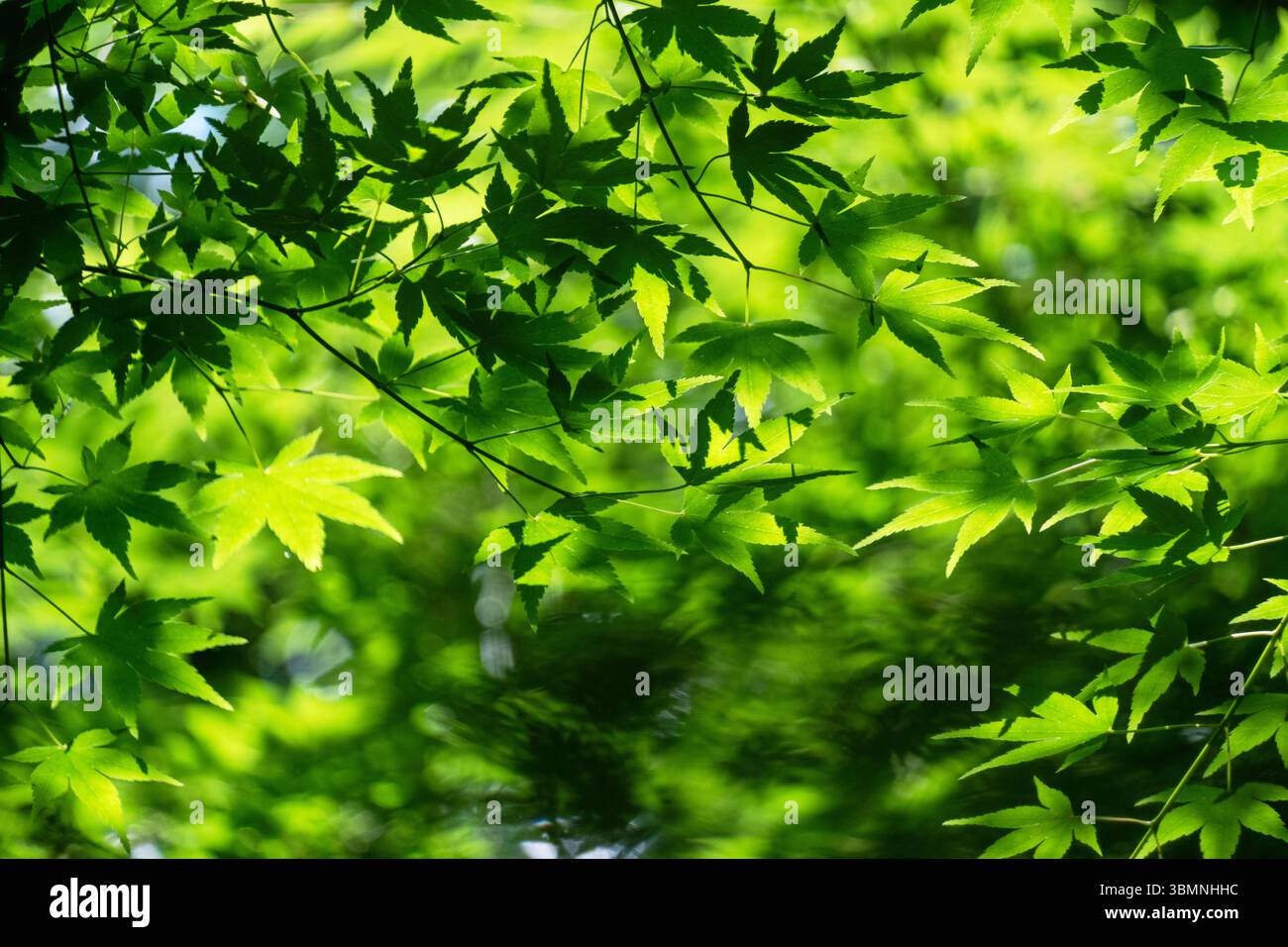 sunlight filters through fresh maple leaves, casting soft shadows and ...