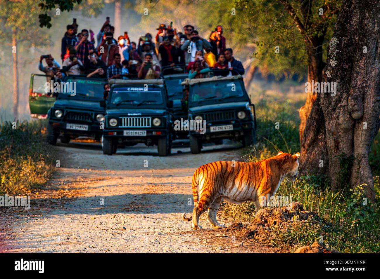 Golden Tiger at Kaziranga Wildlife Sanctuary, Assam, India Stock Photo ...