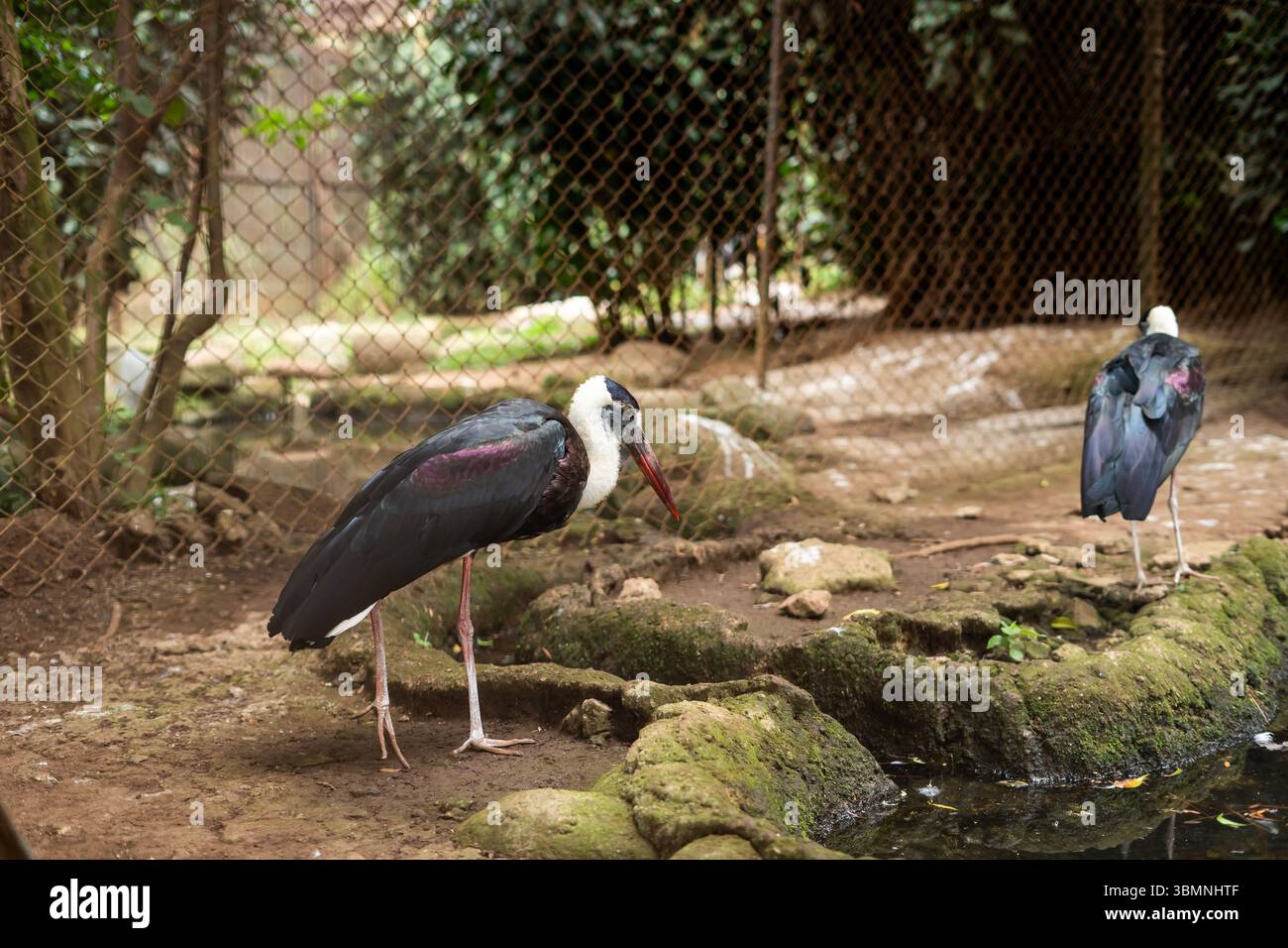 storks in action at Bandung Zoo Stock Photo - Alamy